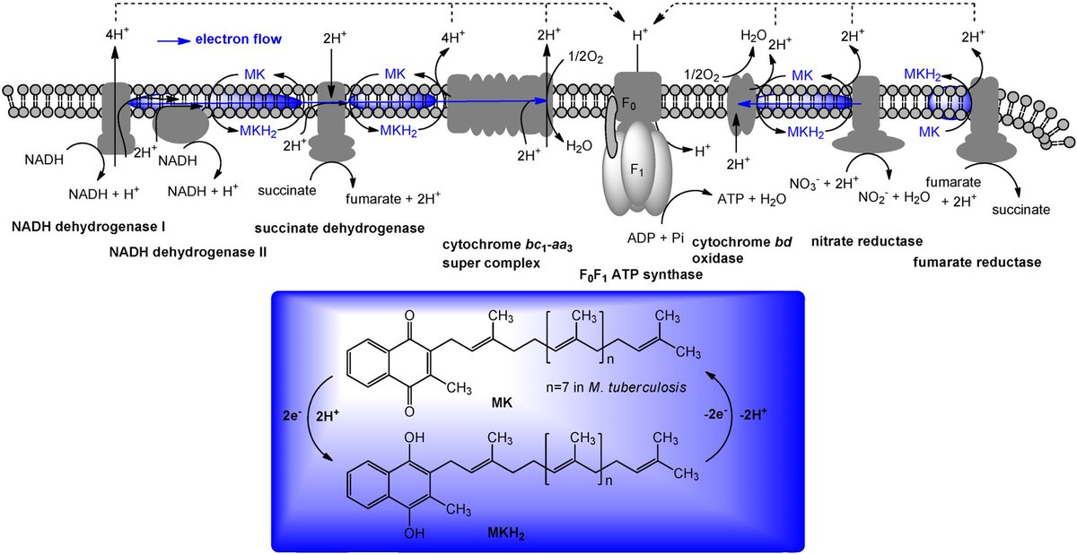 Reductive stress occurs when redox cofactors are shifted from a state ...