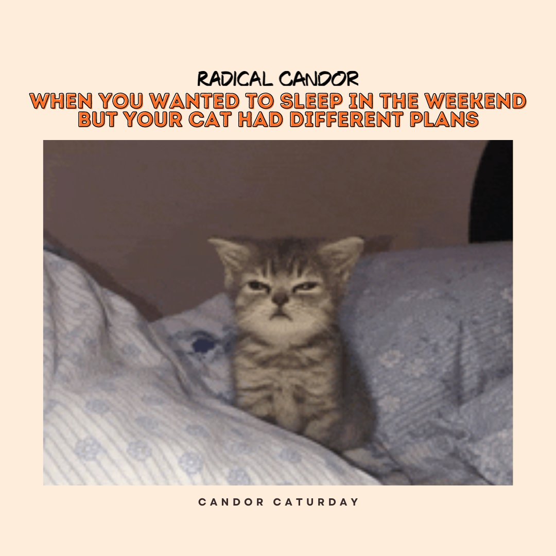 Haha Cat Memes Salad Cat Meme 3" Sticker | Smudge The Cat | Woman