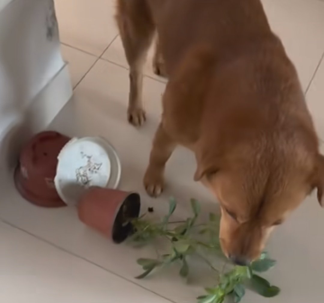 Xiao Pang Memes Xu Liang | Tumblr