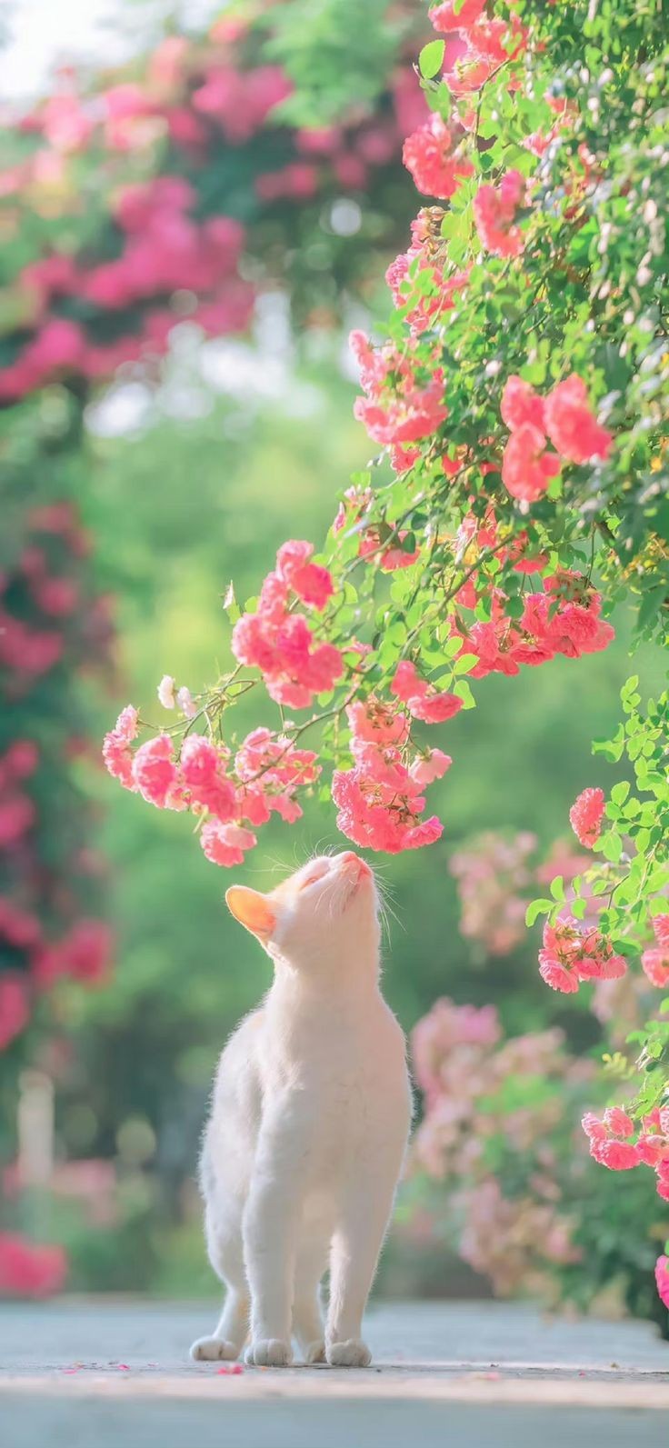 Wallpaper Cat Flower Nature A Serene Tabby Cat Resting Among Blooming