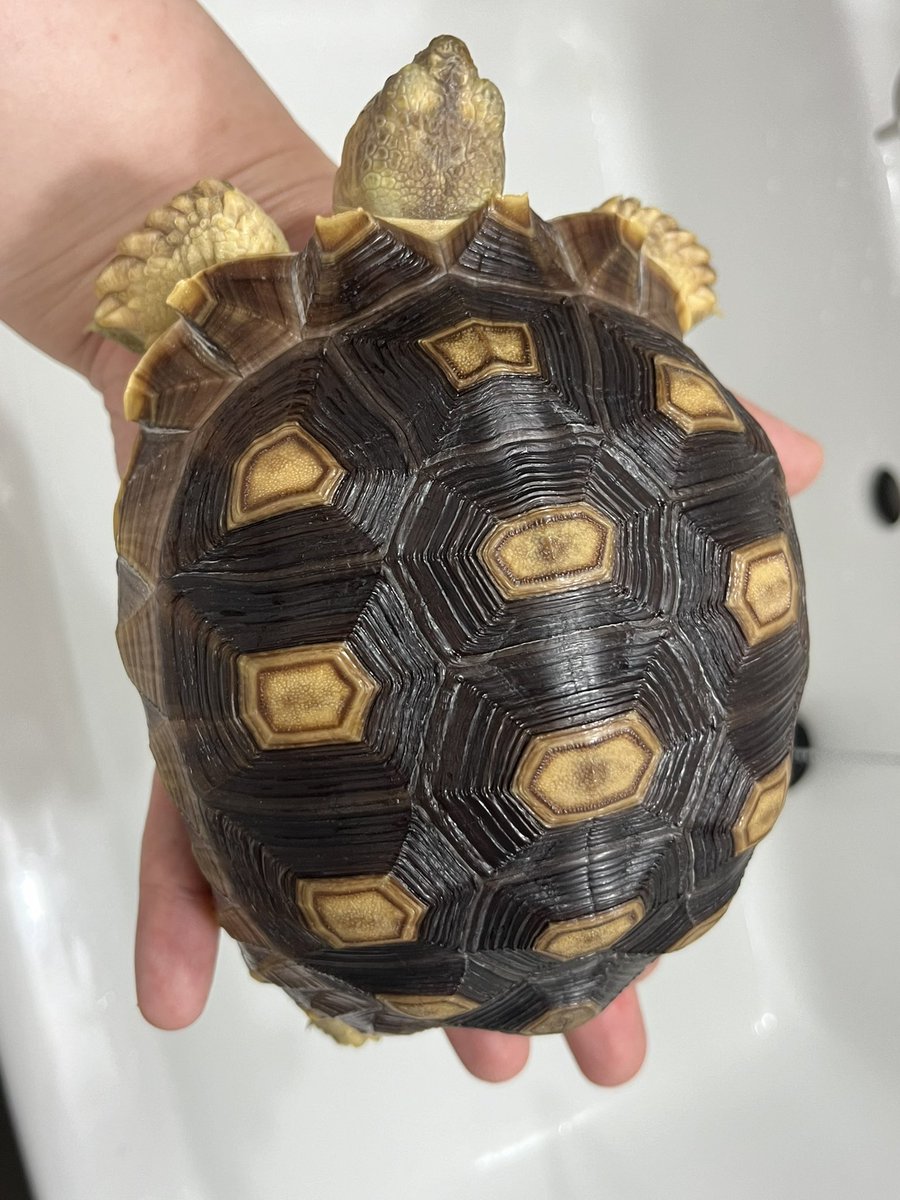 ワンコ@同居人(@monleo_saco) - Twilog (ツイログ)