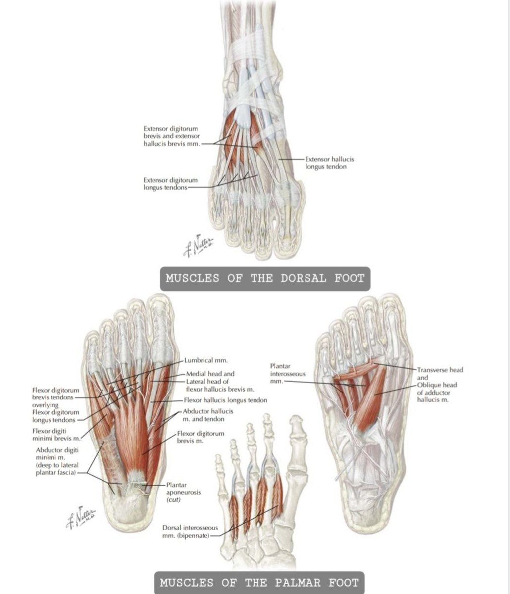 Extensor Digiti Minimi Foot