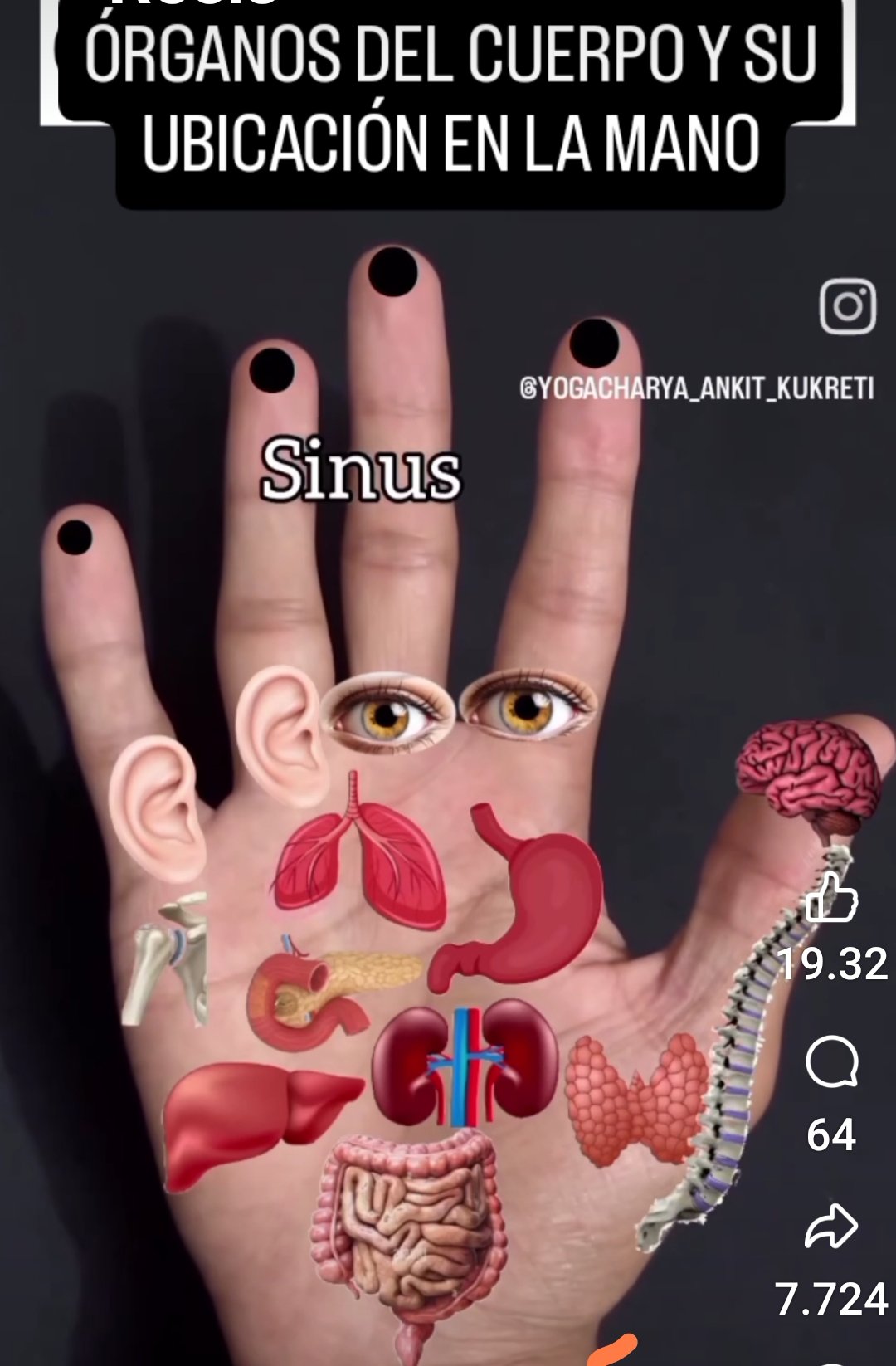 Imágenes De Los órganos Del Cuerpo Y Su Ubicación 651,712