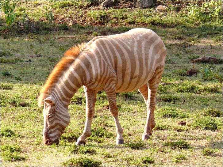 The Golden Zebra of Hawaii: A Miracle of Nature – New and Tips