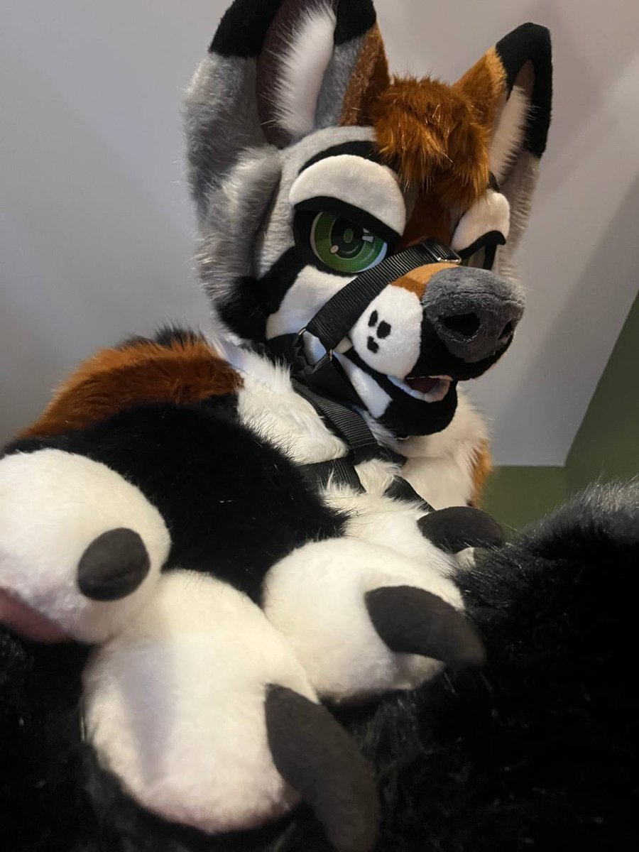 I want fursuit cuddles at AC, who volunteers?😈 #fursuit #fursuitcuddles