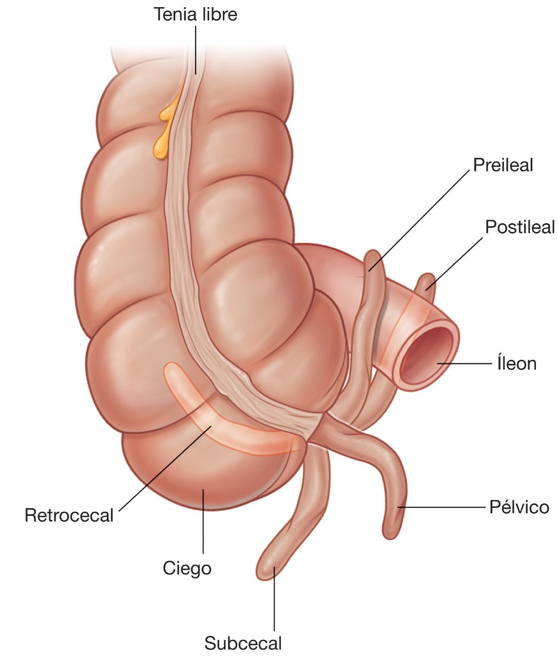 Anatomía Del Ciego Presentación De PowerPoint