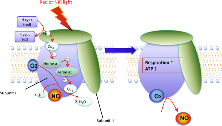 How Red Light makes ATP in mitochondria (Why sunrise is so important ...