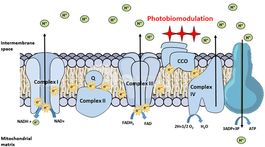 How Red Light makes ATP in mitochondria (Why sunrise is so important ...