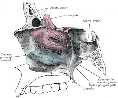 Sella Turcica Diagram Sella Turcica | Anatomy | Britannica