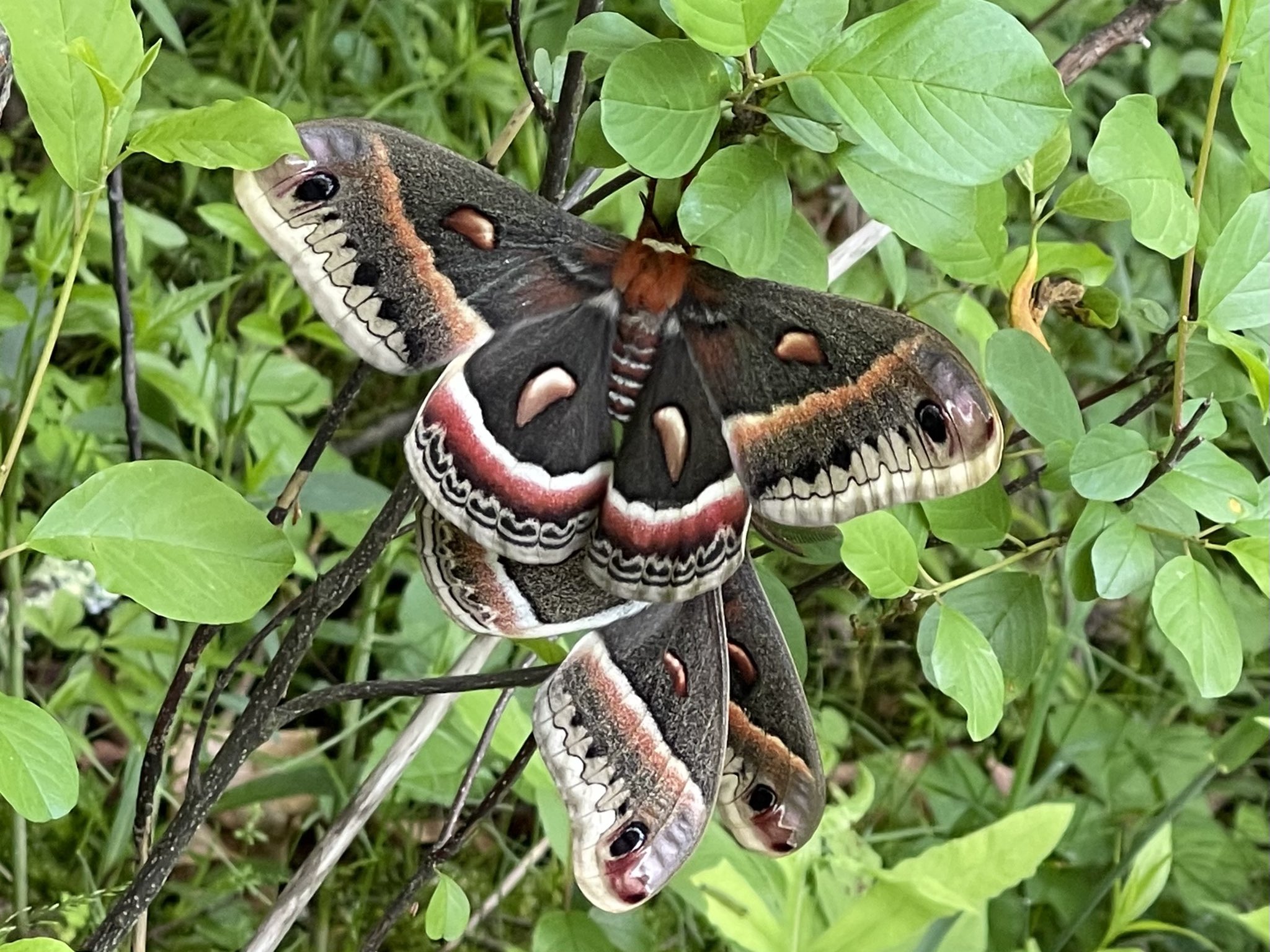 Cecropia Moth Species 6 Fascinating Cecropia Moth Facts Birds And