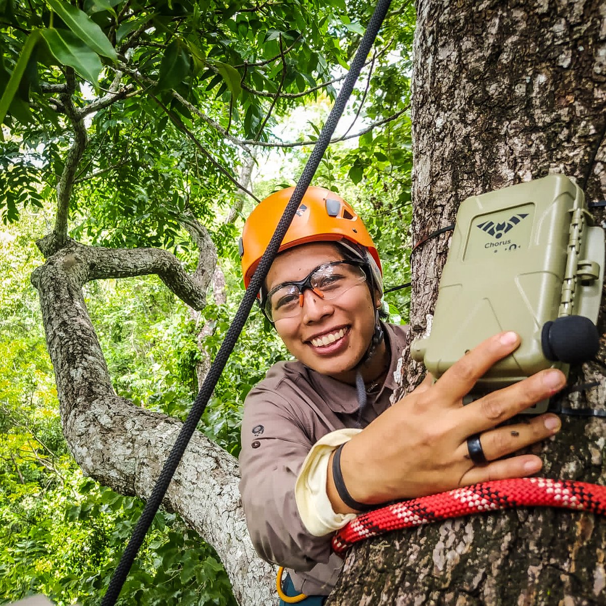 International Model Forest Network