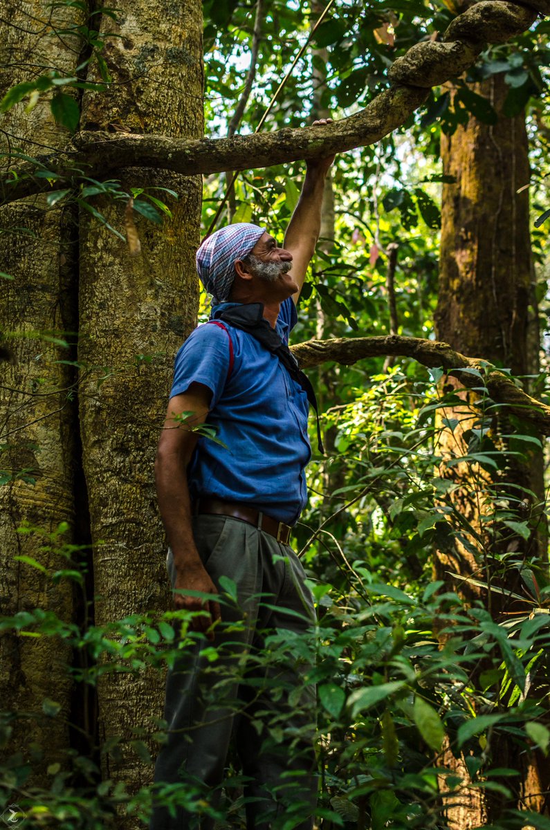 International Model Forest Network