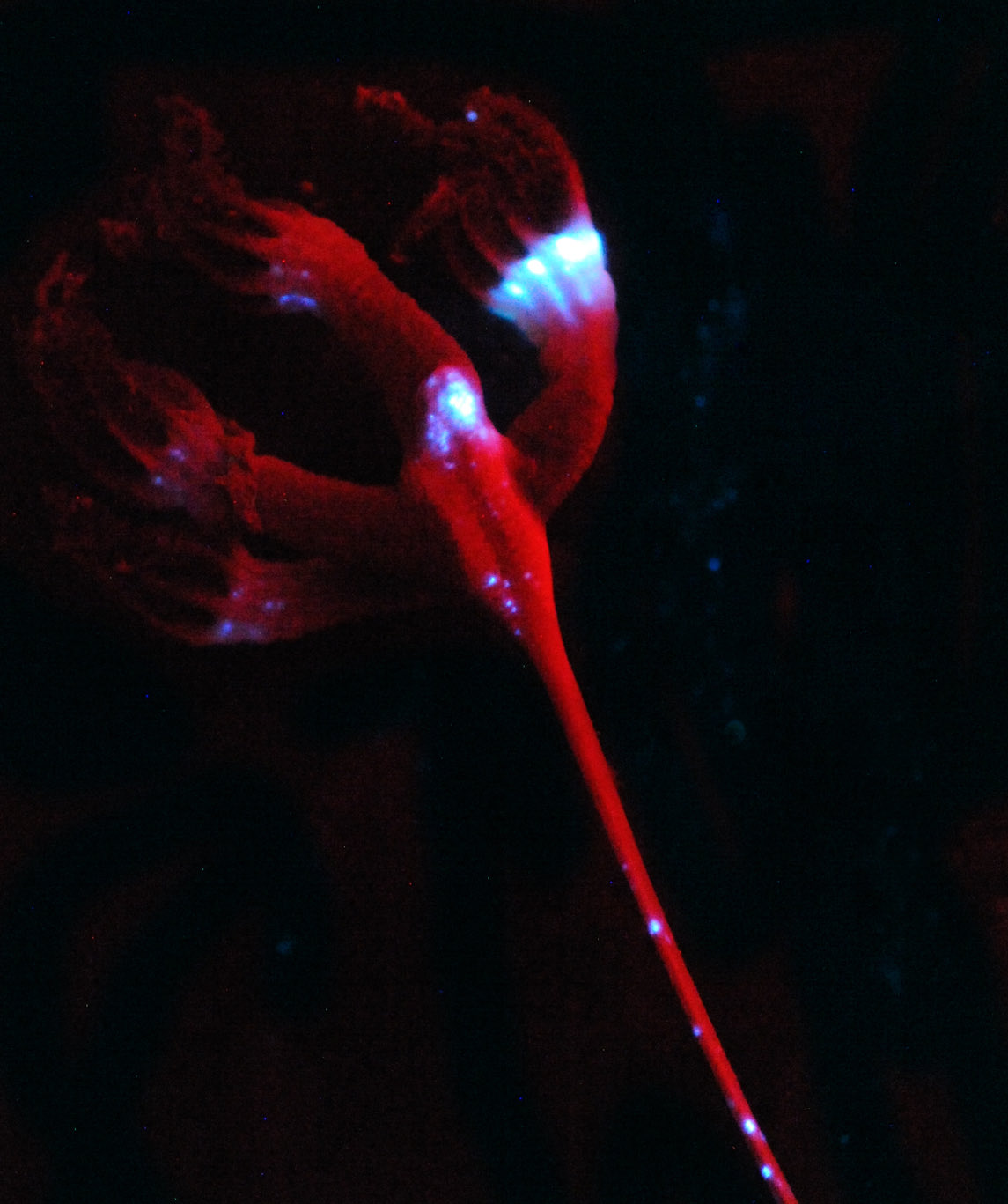 Sea Pen Bioluminescence