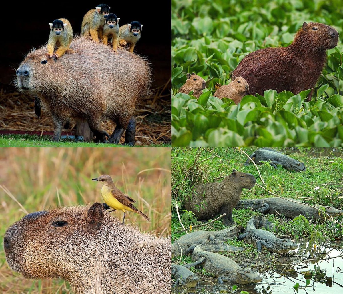 El Capibara, un animal social por excelencia. https://t.co/KOg7qJpiGB