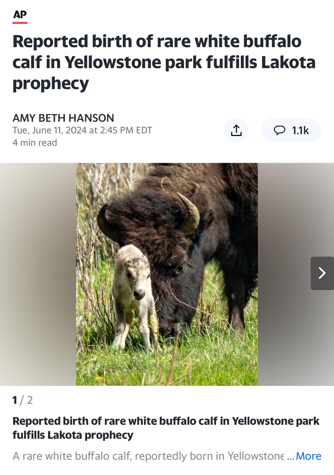 Rare White Buffalo