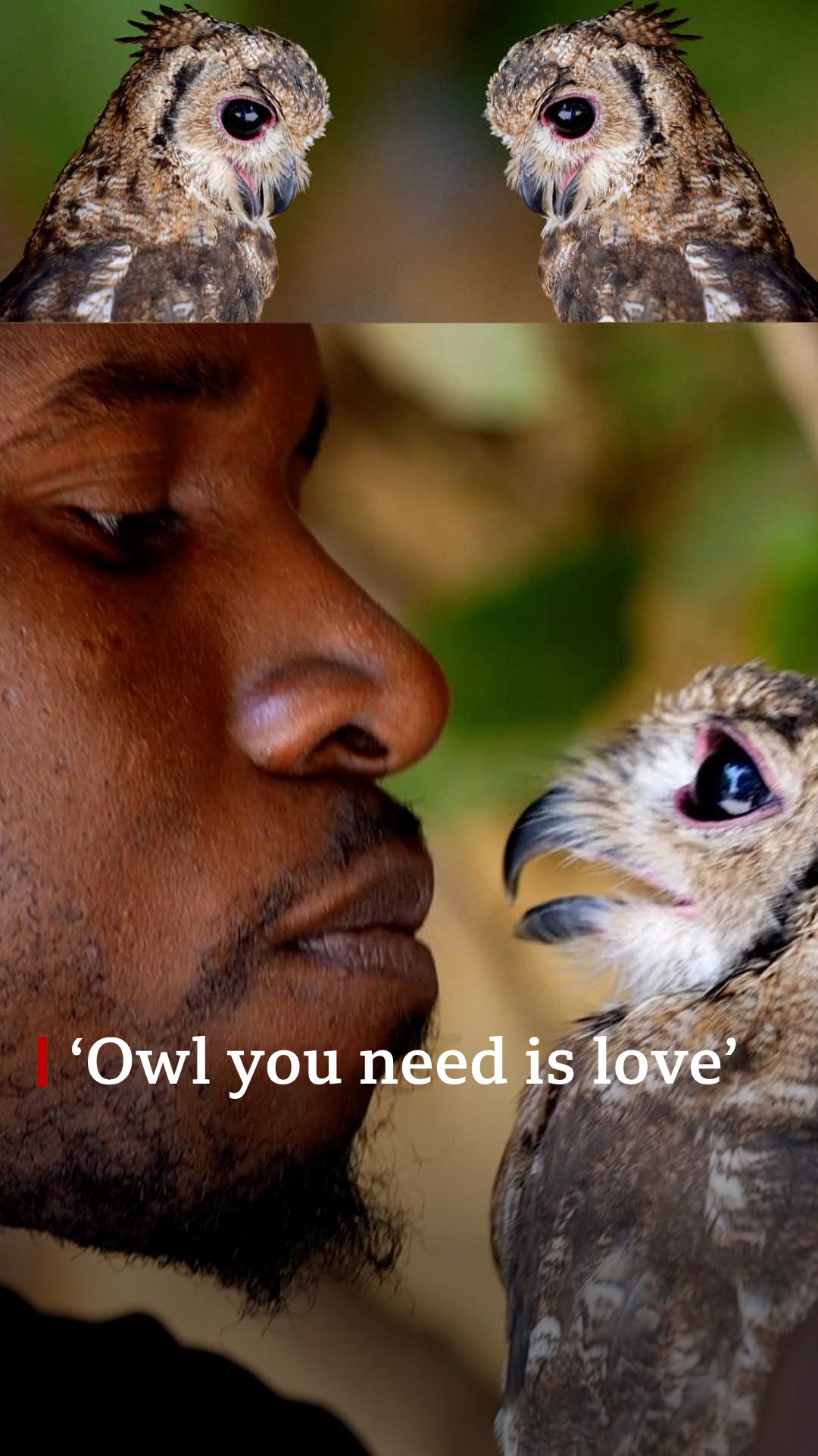 Owl Love Meme