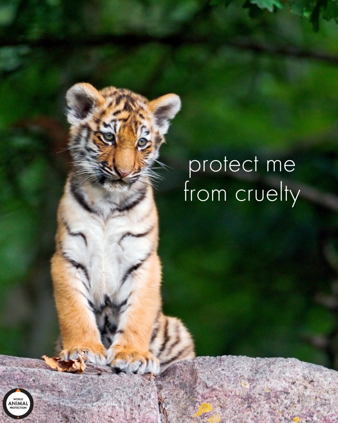 Tiger Cubs Quotes