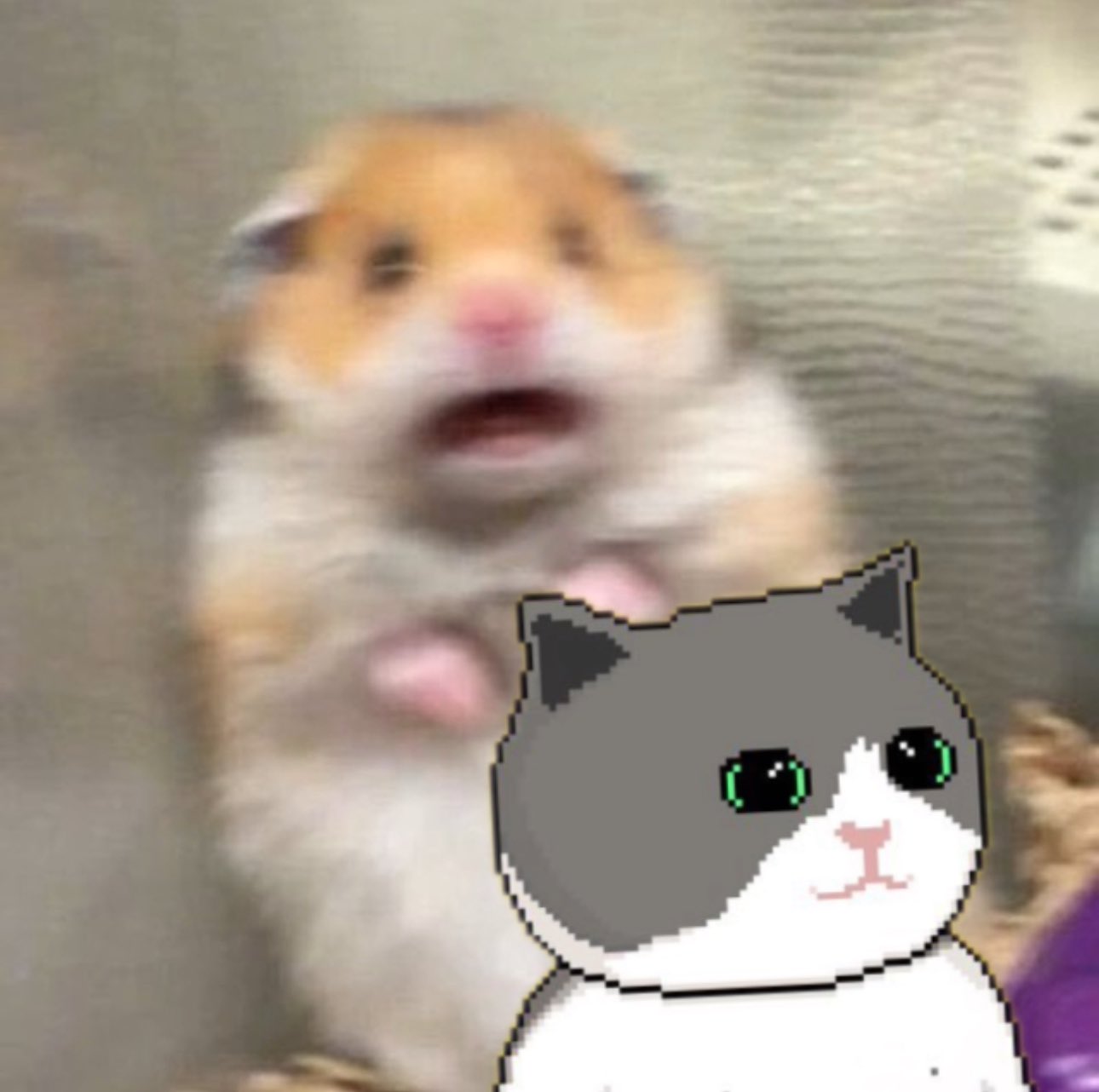 Memes Cuy 24 Memes That Kept Us Laughing Through 2024 | Hey BU Blog