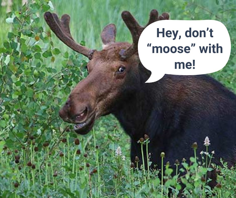 Moose Memes