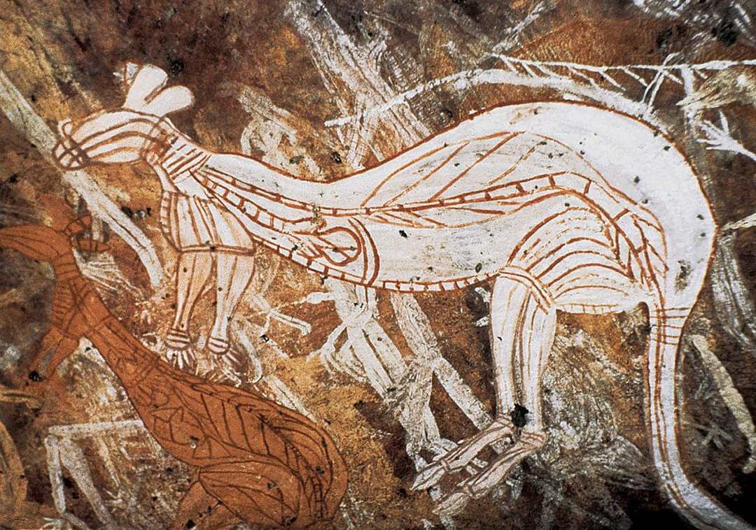 X Ray Aboriginal Style Paintings Ringtail Possum By Michael McNamara