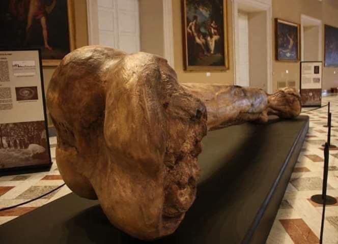 Nephilim Skeletten Musea The 'Horned Giants' Of Pennsylvania – The