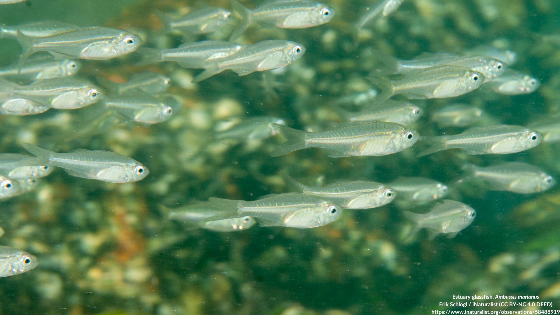 Estuarine Fish Castaway Articles: Fishing The Hastings River, Port