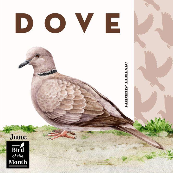 Month Of June Symbols