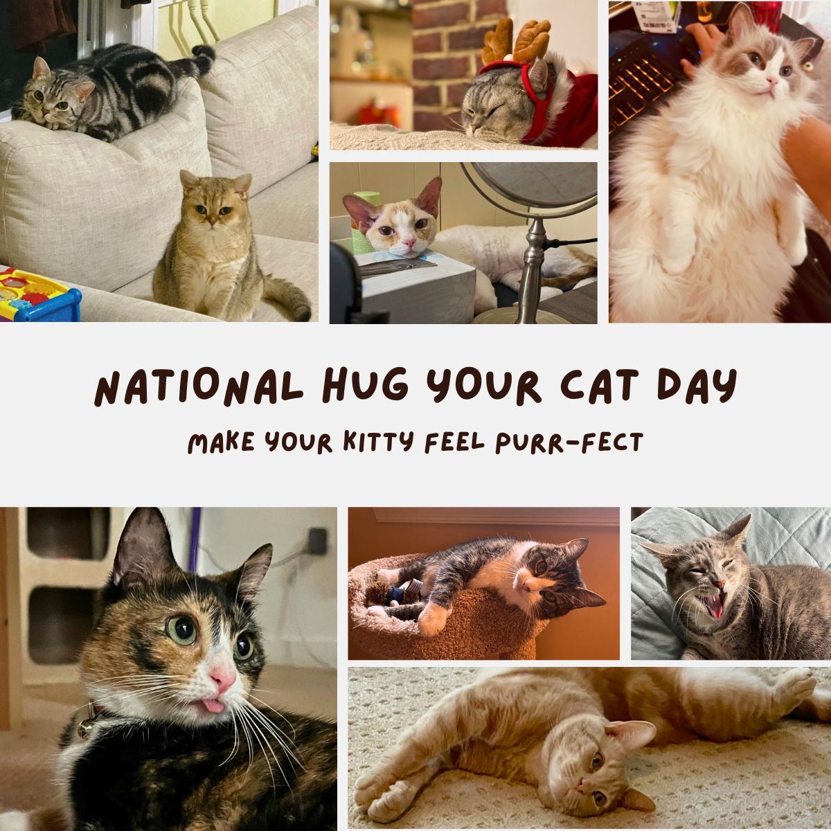 Happy National Hug Your Cat Day
