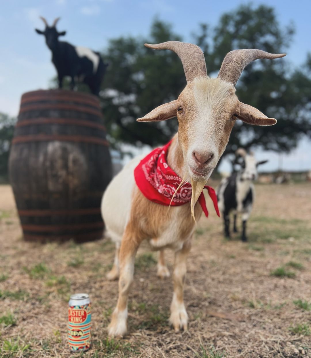 Goats Are Awesome