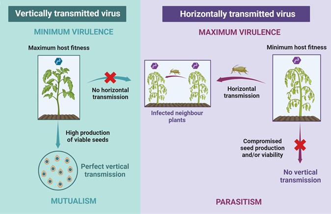 Horizontally Transmitted Television Scanning, Interlacing, Refresh