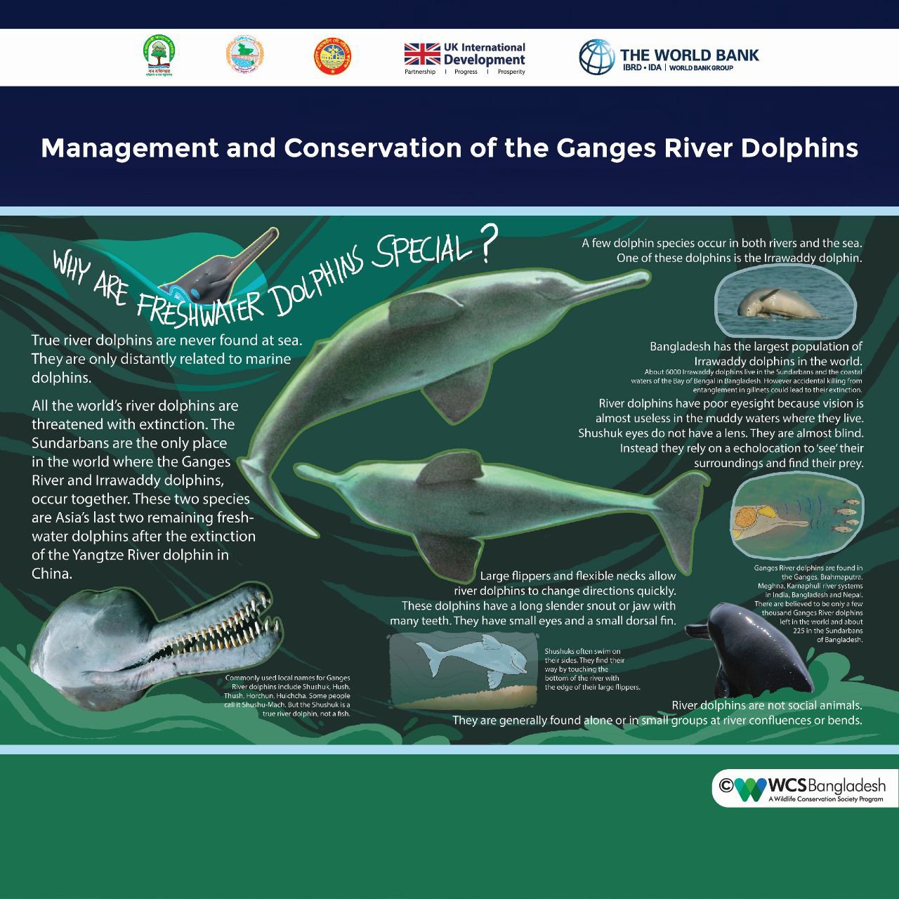 Ganges River Dolphin Extinct Ganges River Dolphin Platanista Gangetica