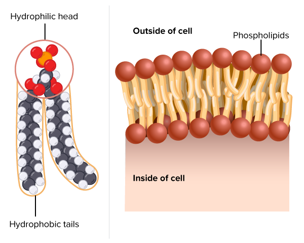 Thread By @spheno_xiphoid - Cell membranes act like tiny...