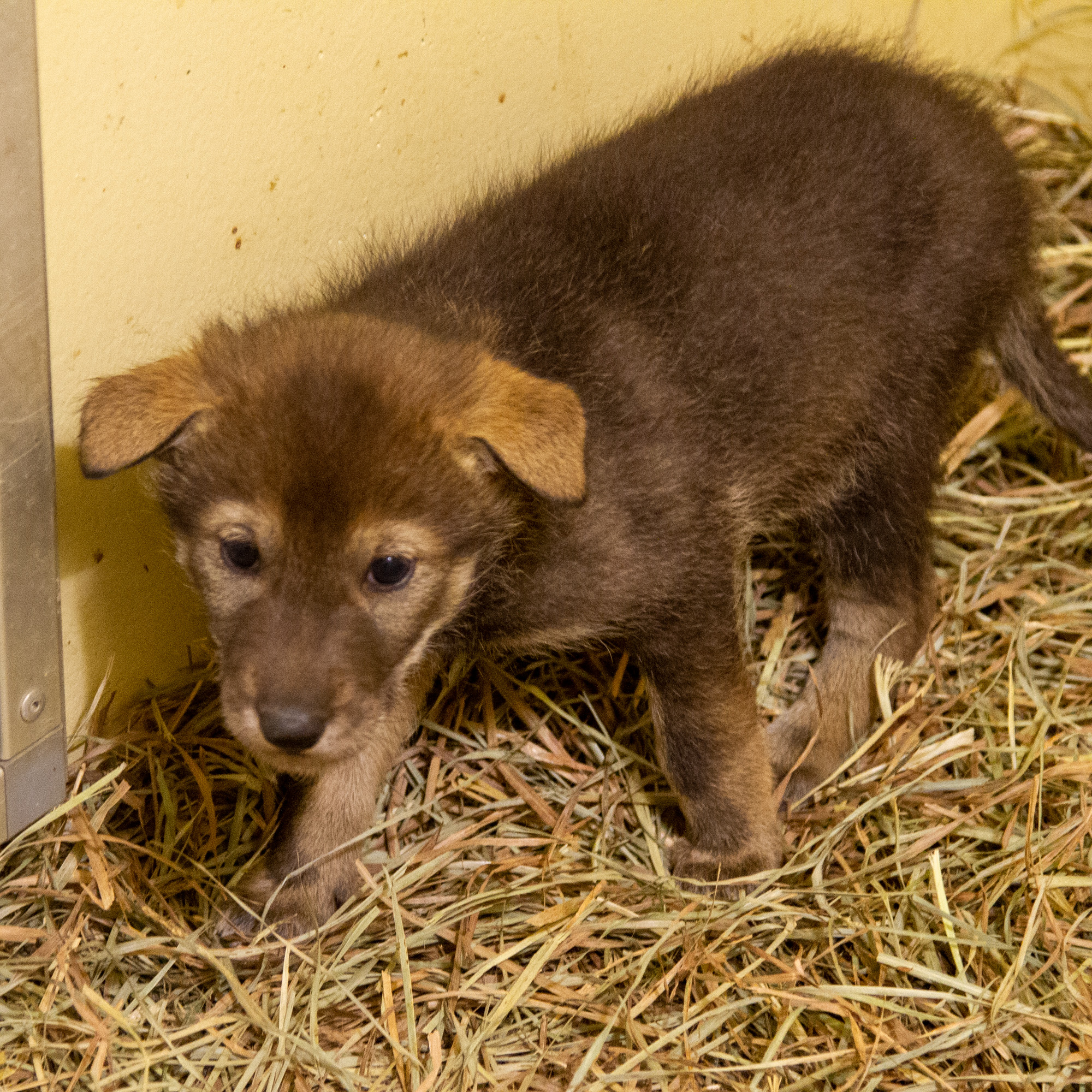 Red Wolf Cub Cute New Tiny Baby Wolf Pups Sleeping All Snuggled Up