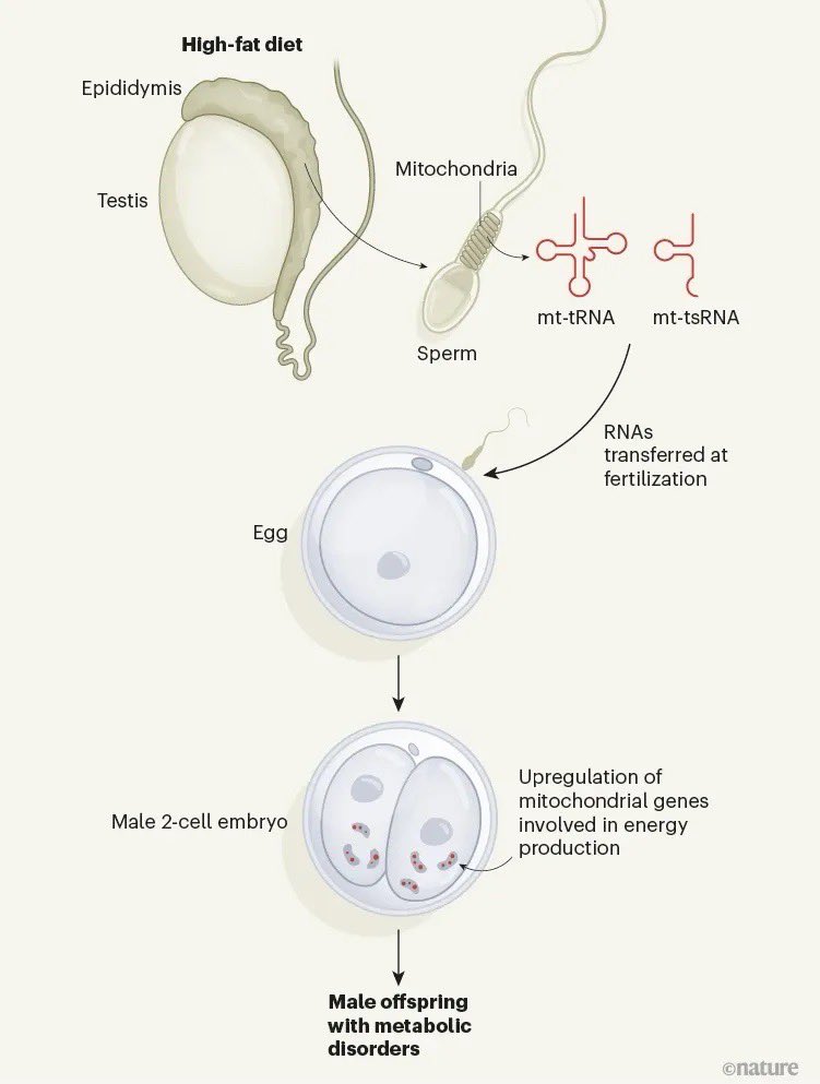 What Is Offspring In Science