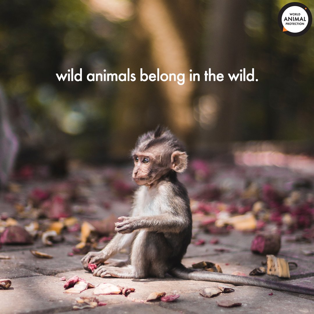 Monkey Pictures With Quotes