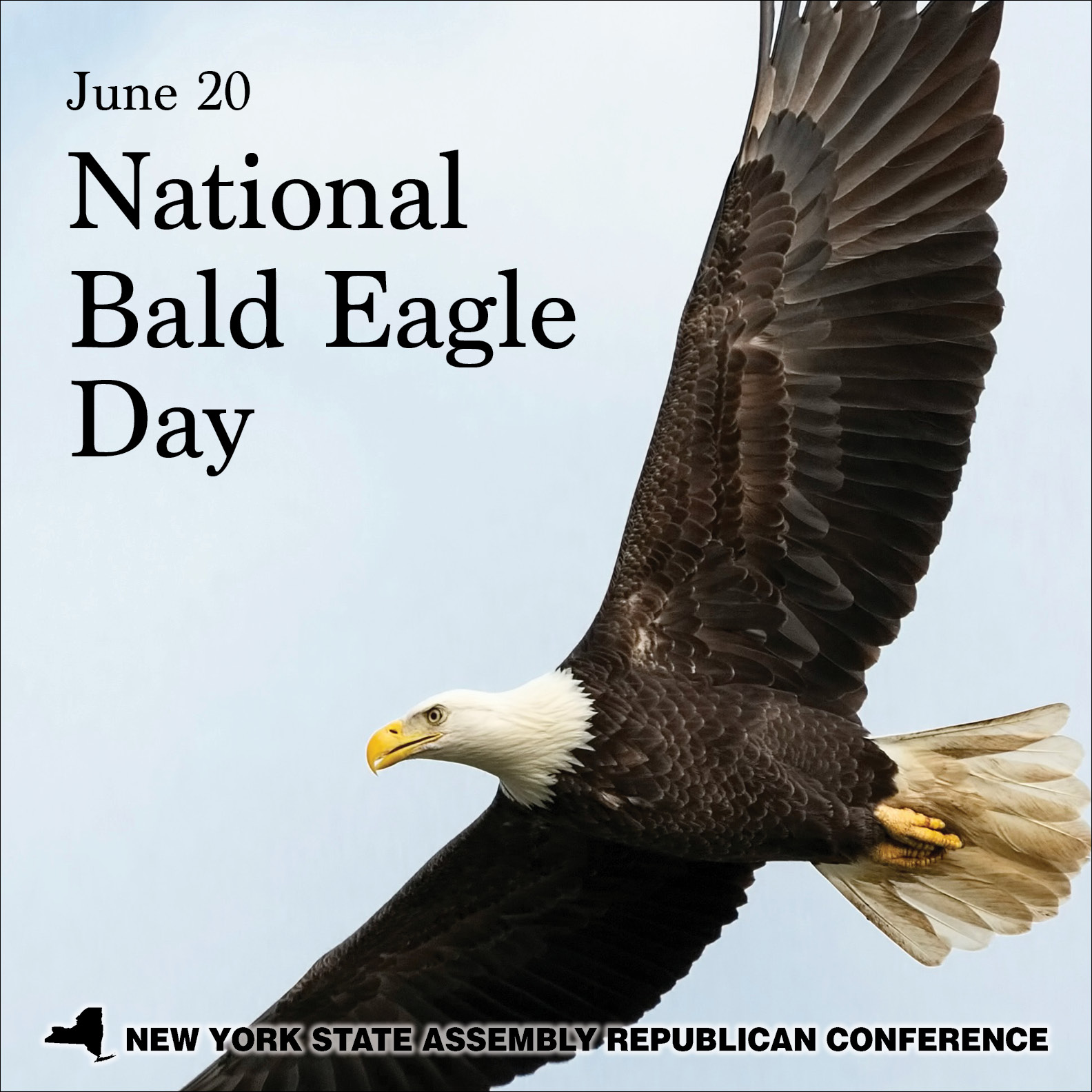 Us National Symbol Bald Eagle