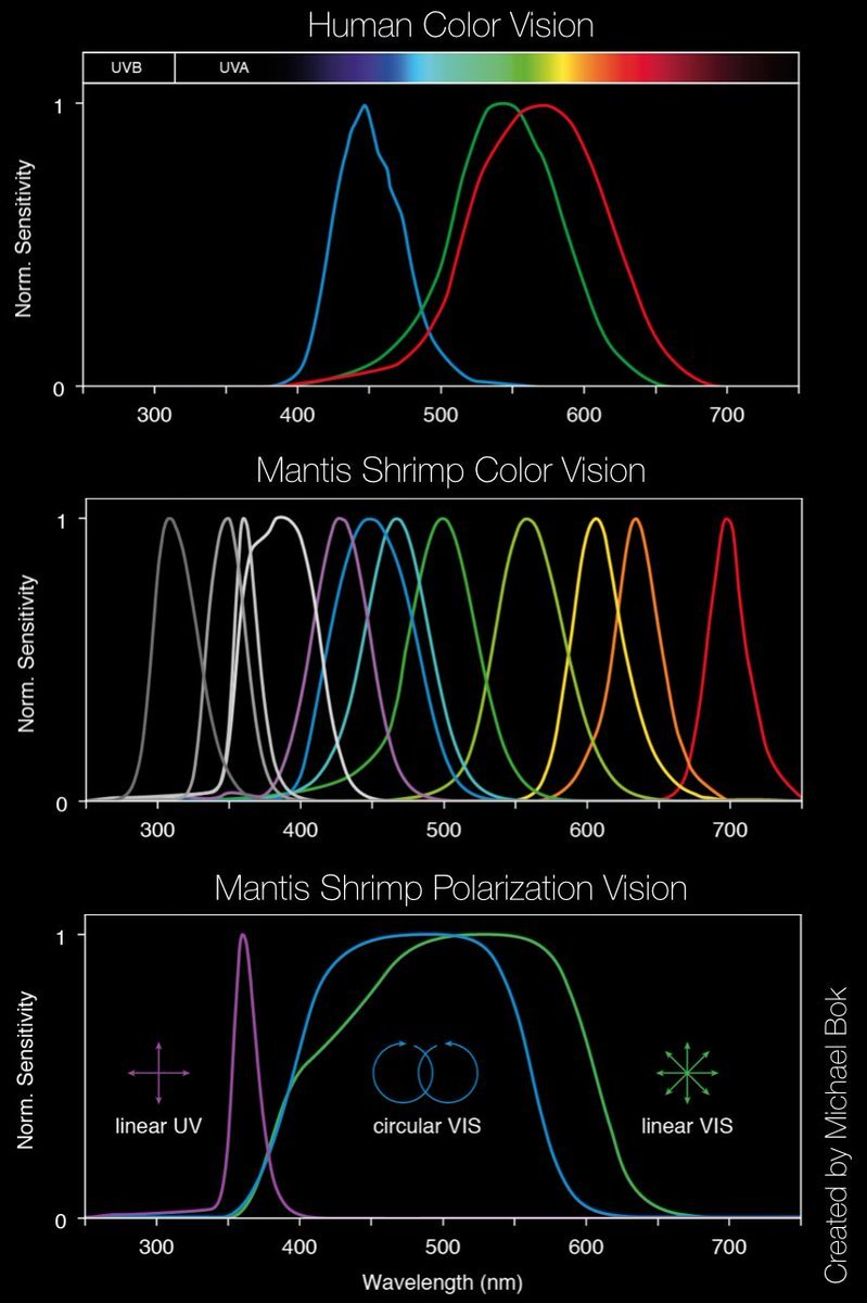 Mantis Shrimp Vision Spectrum