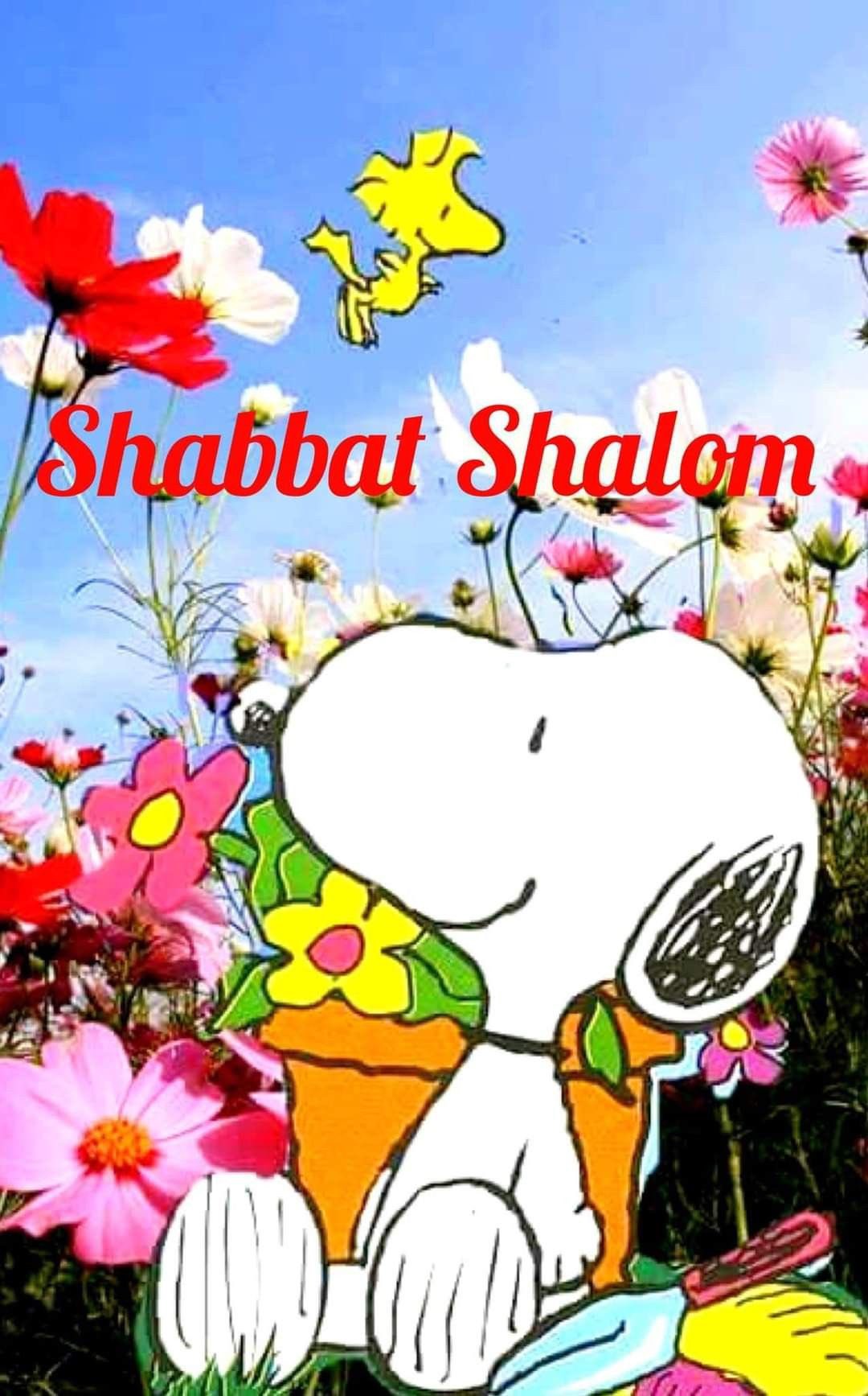 Shalom Memes Shabbat Shalom. A Smile Is... Jewish Community Of