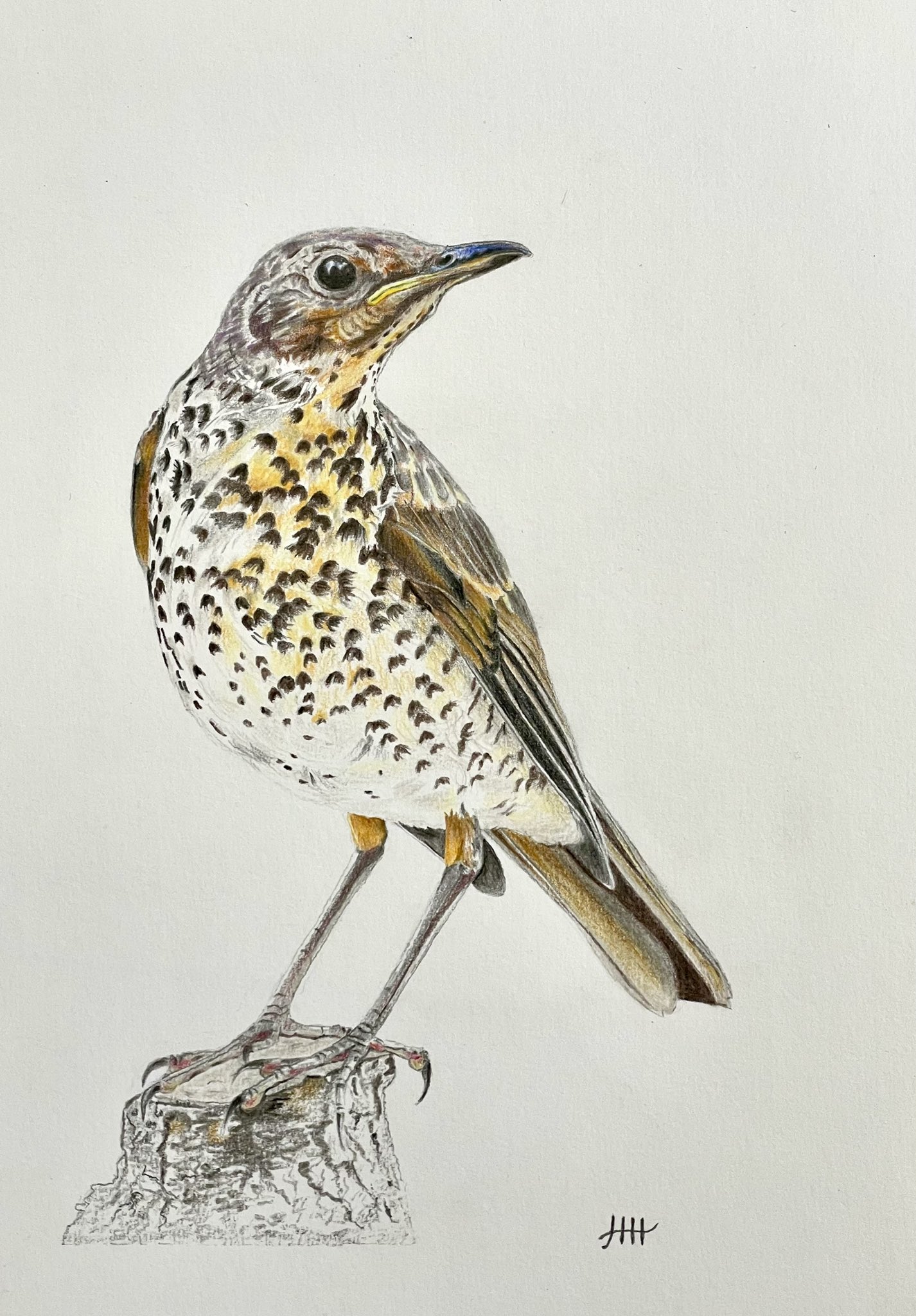 Thrush Bird Drawing