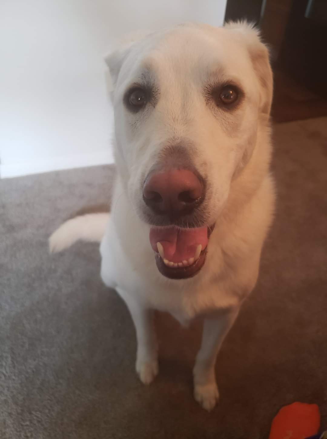 White Shepherd Lab Mix Doodle Bob 21063 | Furkids Georgia's Largest