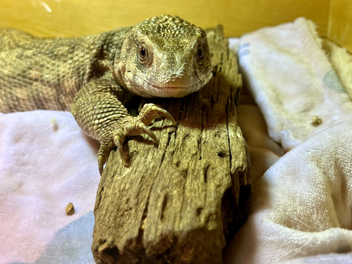 ワンコ@同居人(@monleo_saco) - Twilog (ツイログ)