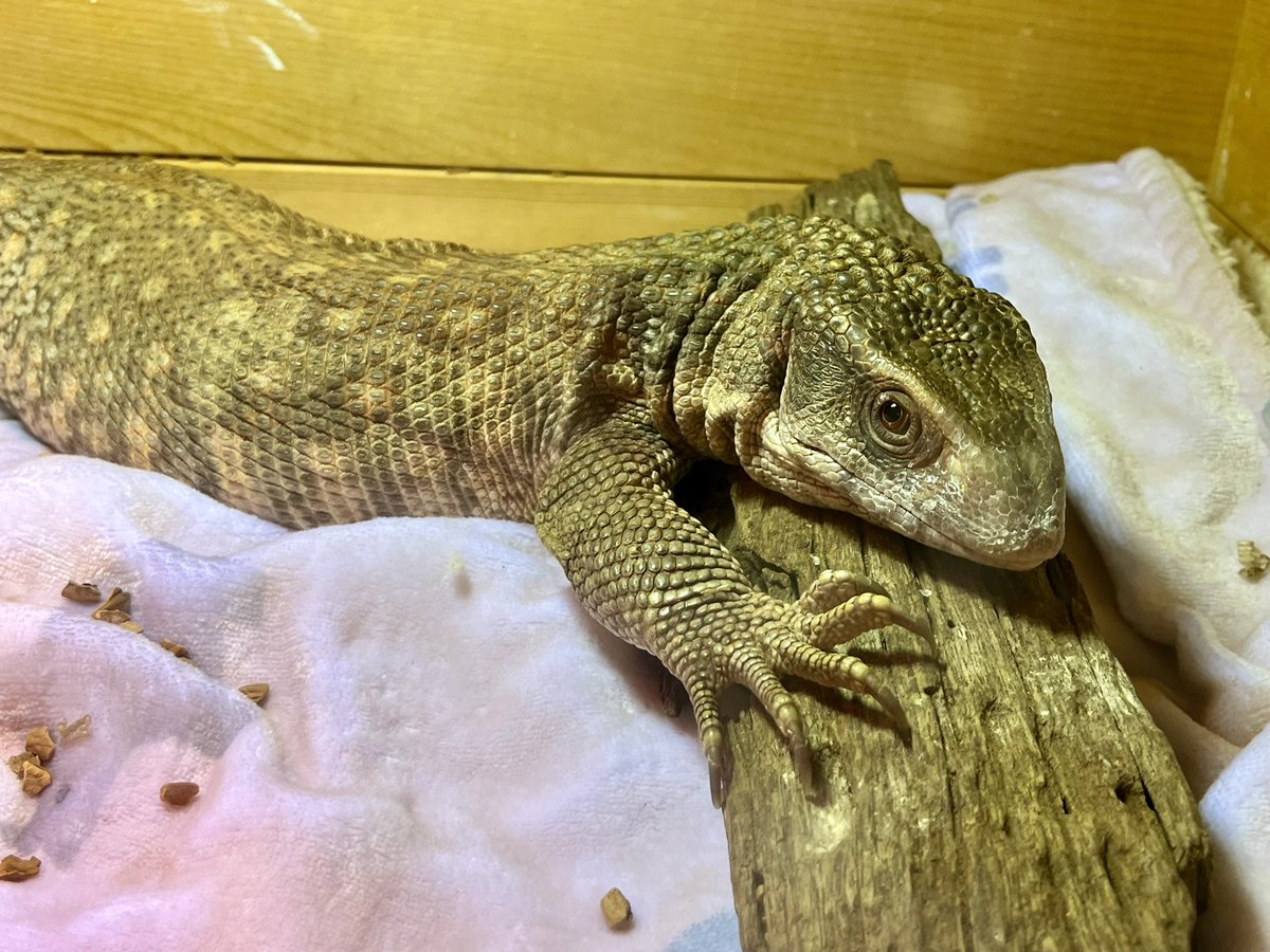 ワンコ@同居人(@monleo_saco) - Twilog (ツイログ)