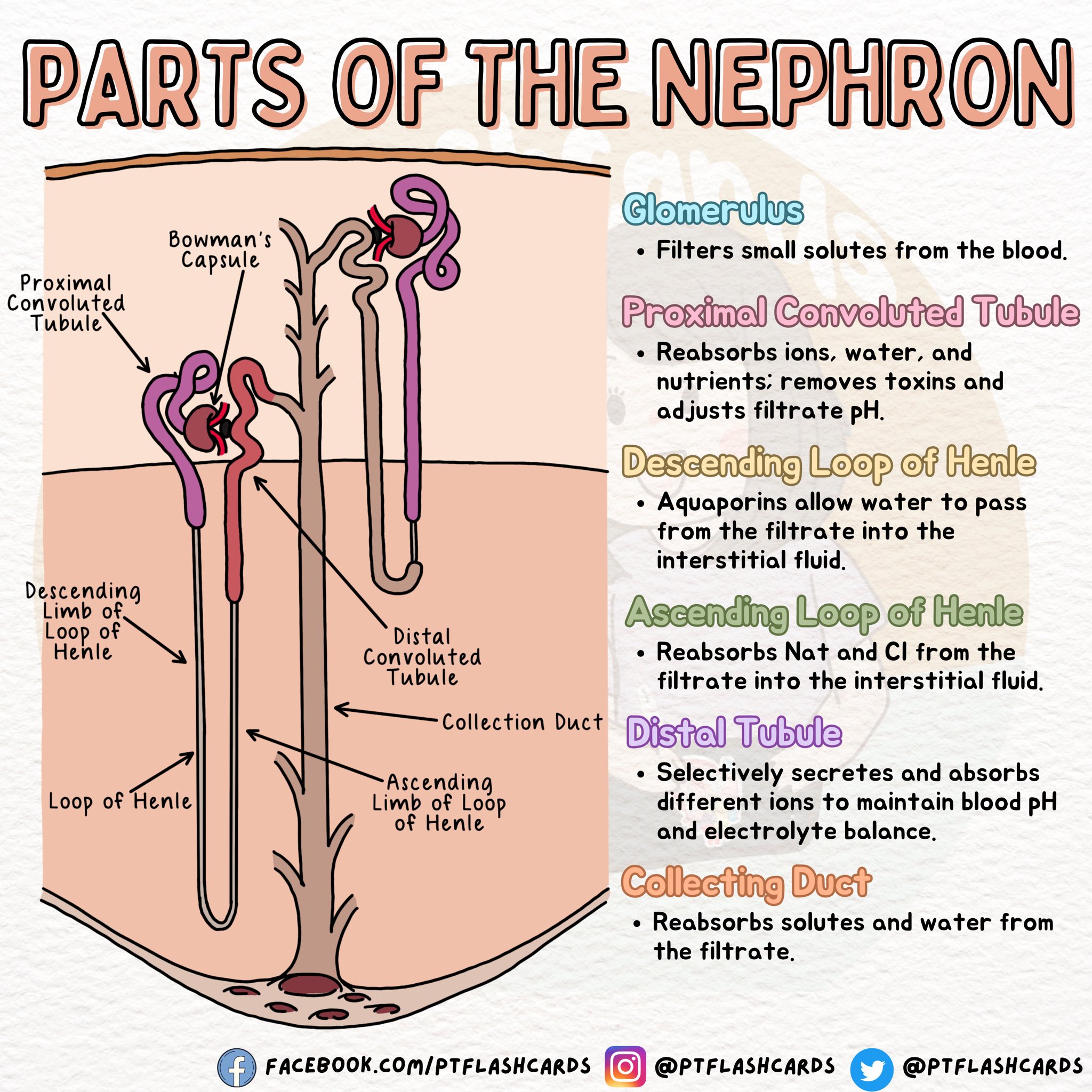 Nephron Parts