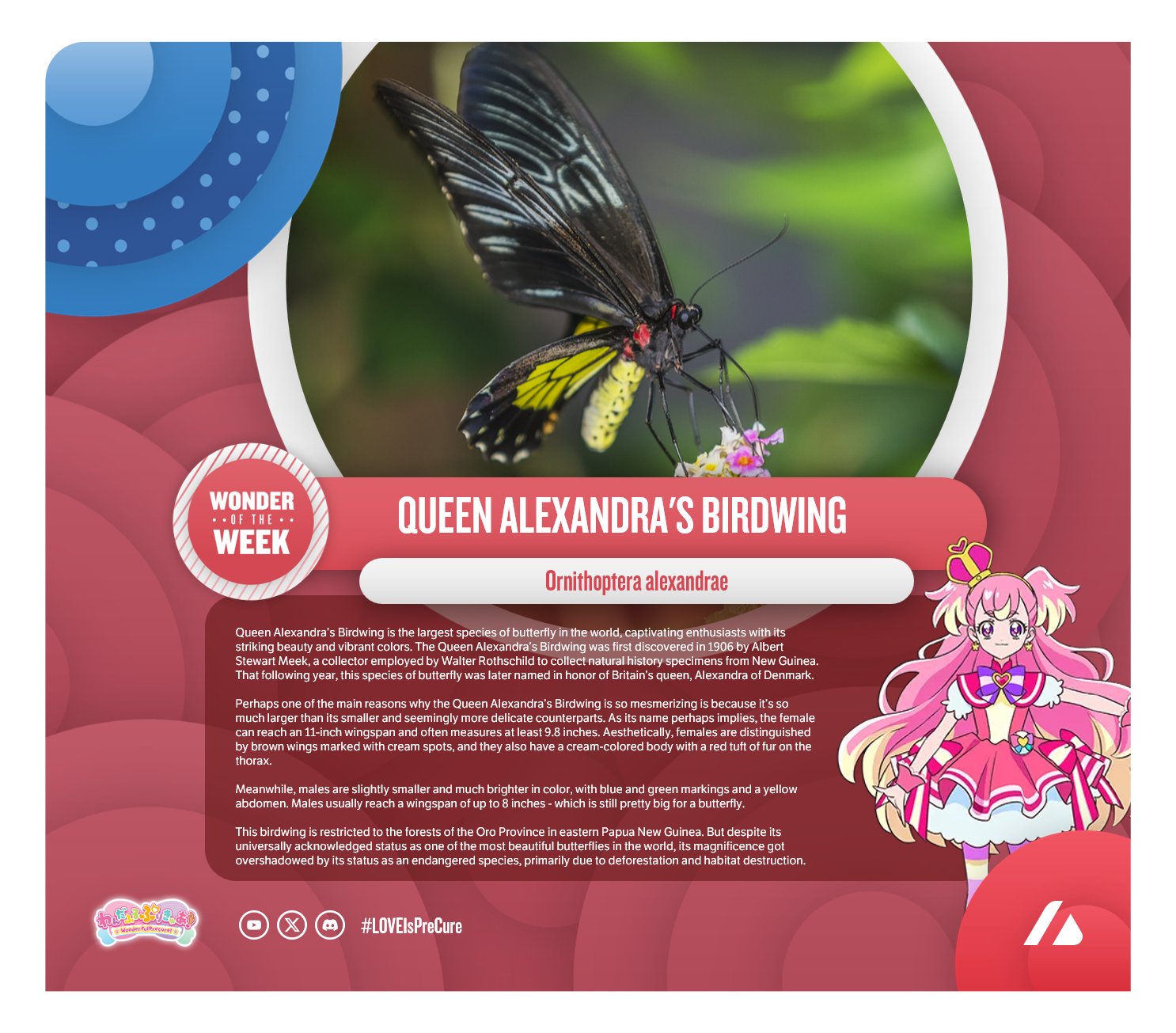 Queen Alexandra Birdwing Butterfly Life Cycle Queen Alexandra's