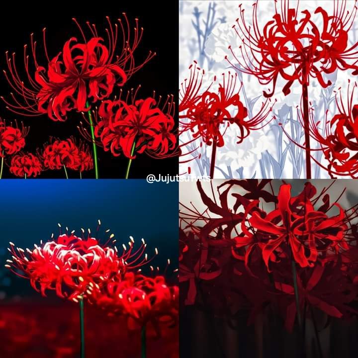 Red Spider Lily Inuyasha Equinox Flower PNG Bundles,blue /red Spider