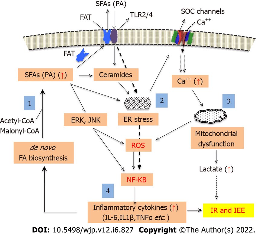 The most underrated dietary factor to focus on is shifting dietary fat ...