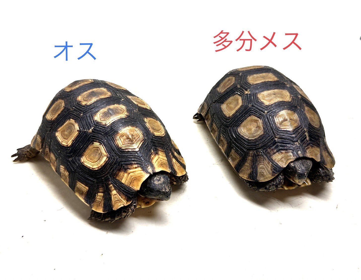 トコチャンプル on X: トコチャンプル on X: