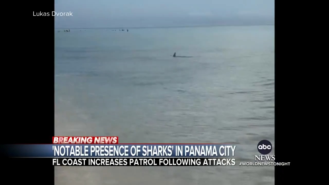 Shark Sightings Panama City Beach 3 Florida Shark Attacks In One Day