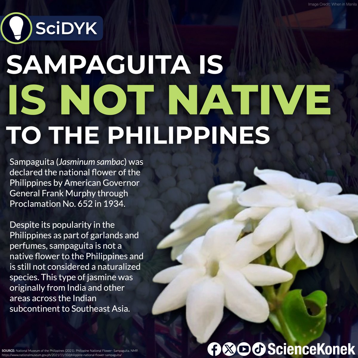 Philippine National Flower