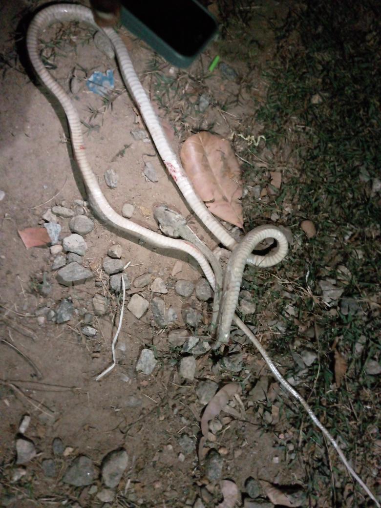 Snake Caught In Electric Fence